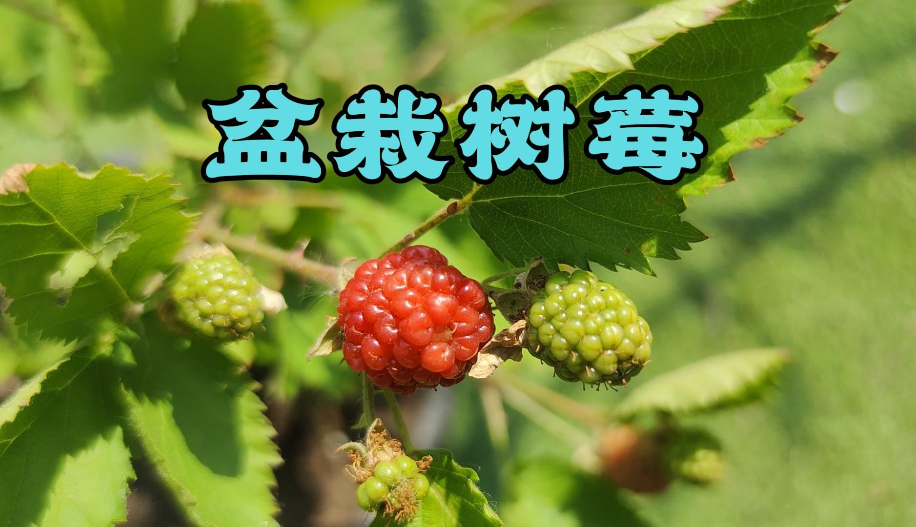 耗时28天,见证树莓从开花到果实成熟的全过程
