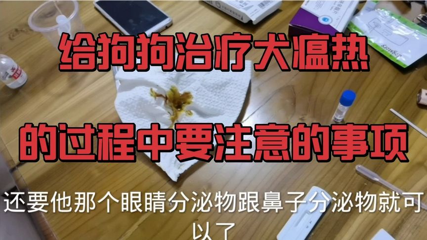 狗狗得了犬瘟热,给它治疗的期间,要注意有没有新的症状出现。