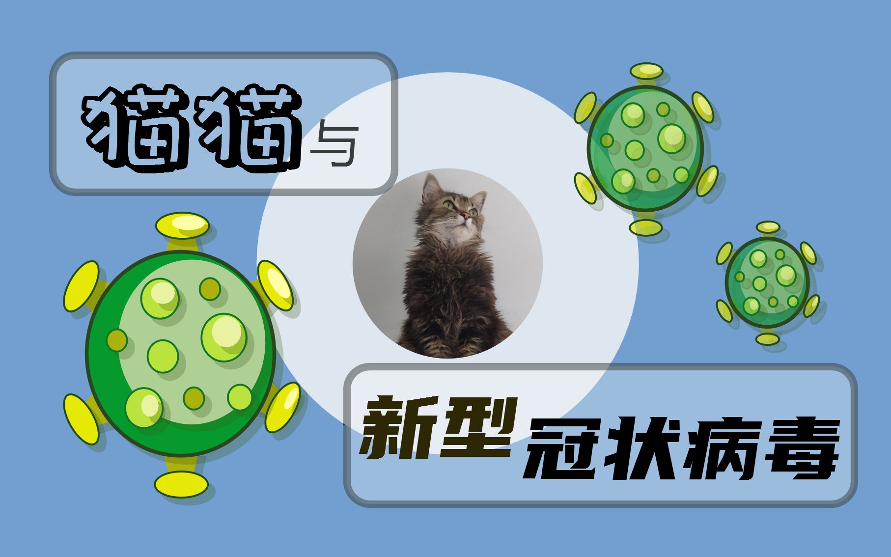 【一起读文章】【猫】争论这么久,猫猫到底会不会被传染新冠病毒?