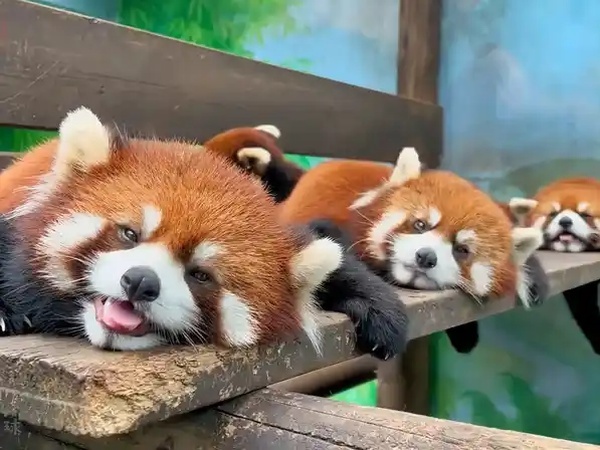 第13期:萌翻天的小熊猫,你心动了吗?