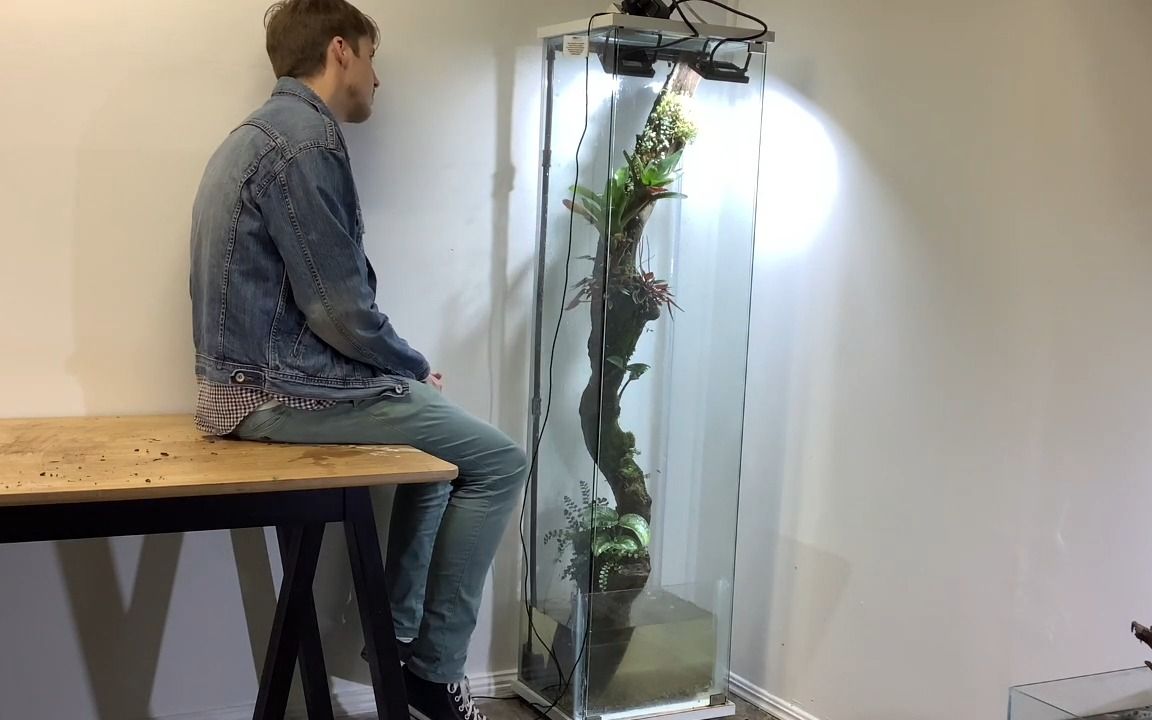 雨林缸 一根木雨林造景第二部分