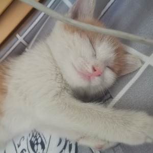 口苗鸽 