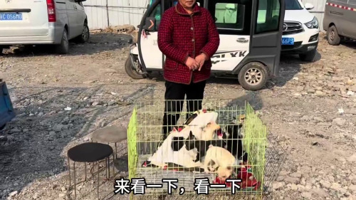 农村狗市法牛价格大跳水,现在几百块钱就能买一条,快来拿下吧