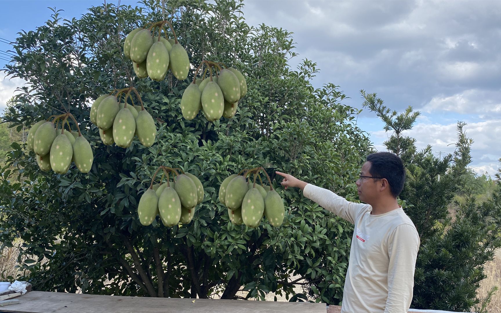 “天降灵实”桂花果你见过吗?用途这么多,我也才知道