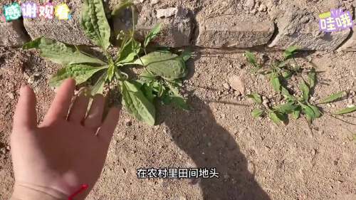 车前草煮一煮功效,作用花钱难买,不懂就亏大了