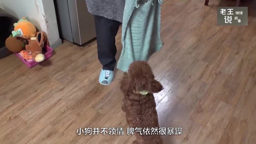 被自己养的狗咬 咋回事?弄了半天自己还不算是泰迪狗的主人!