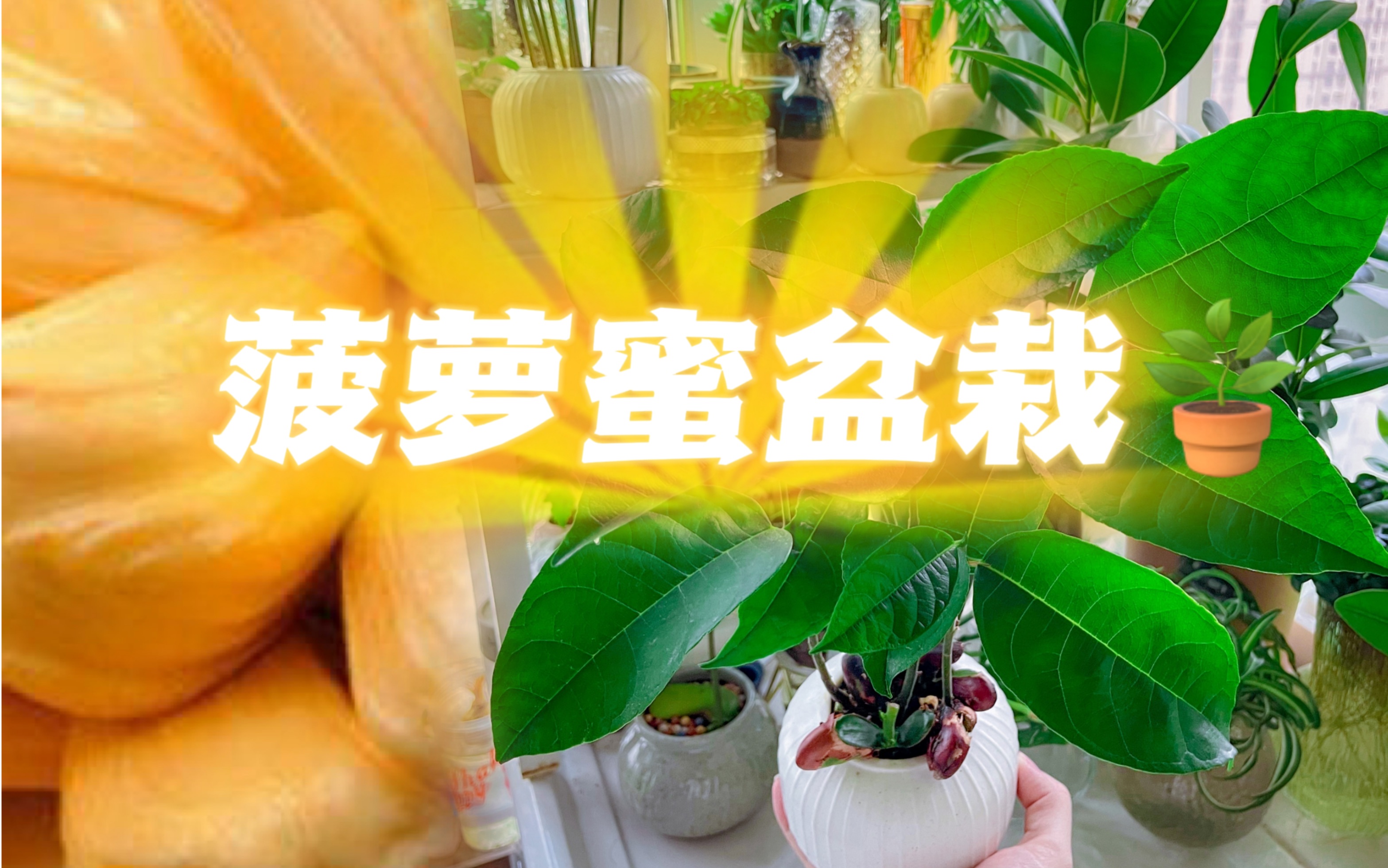 吃完菠萝蜜剩下的核一定不要扔,不要问我为什么