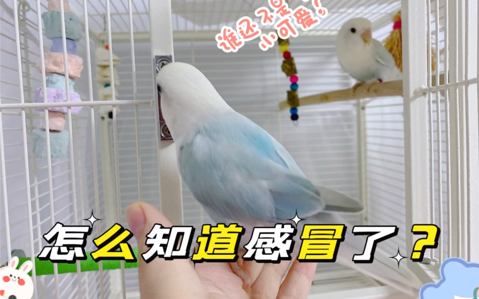 怎么知道鹦鹉感冒了?鹦鹉在感冒的初期,会出现精神不振、打喷嚏、...