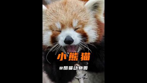 可爱的小熊猫萌化了谁的心