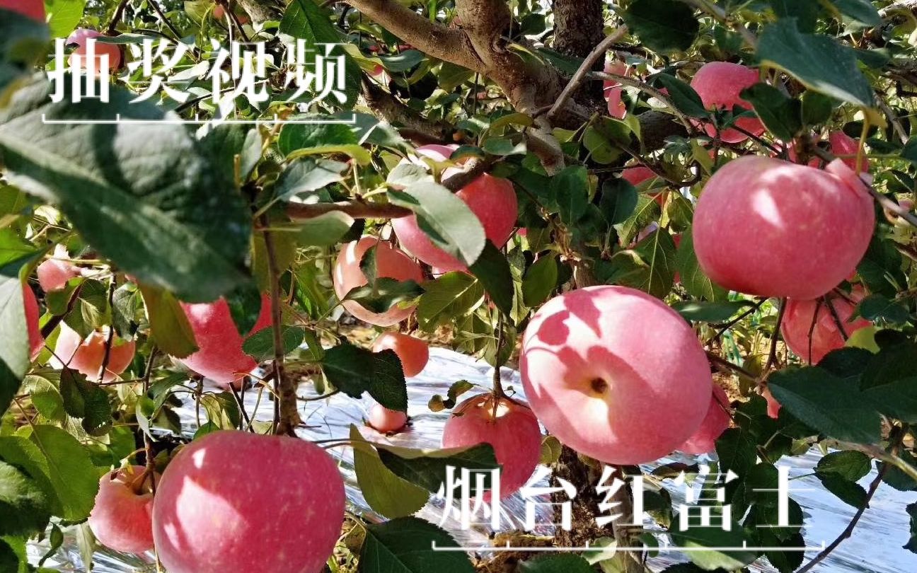 【抽奖视频】烟台苹果,为家乡特产剪了个片子,转发该视频抽一位送10...