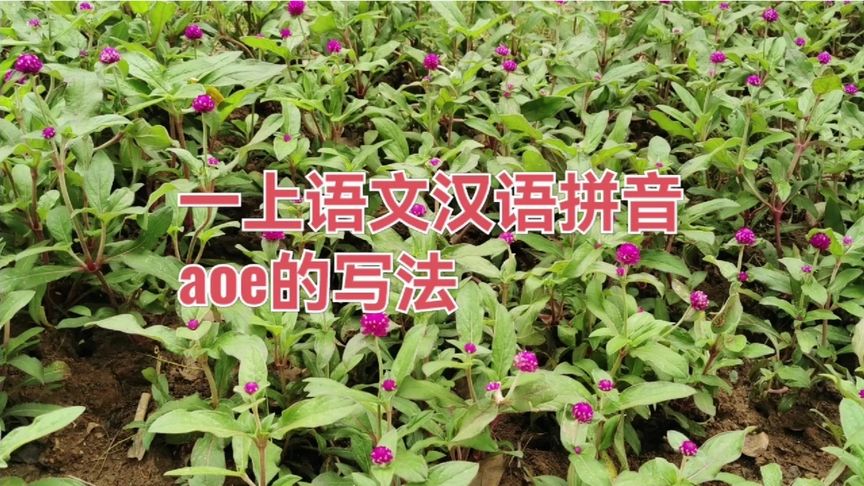 一上语文汉语拼音,aoe的写法