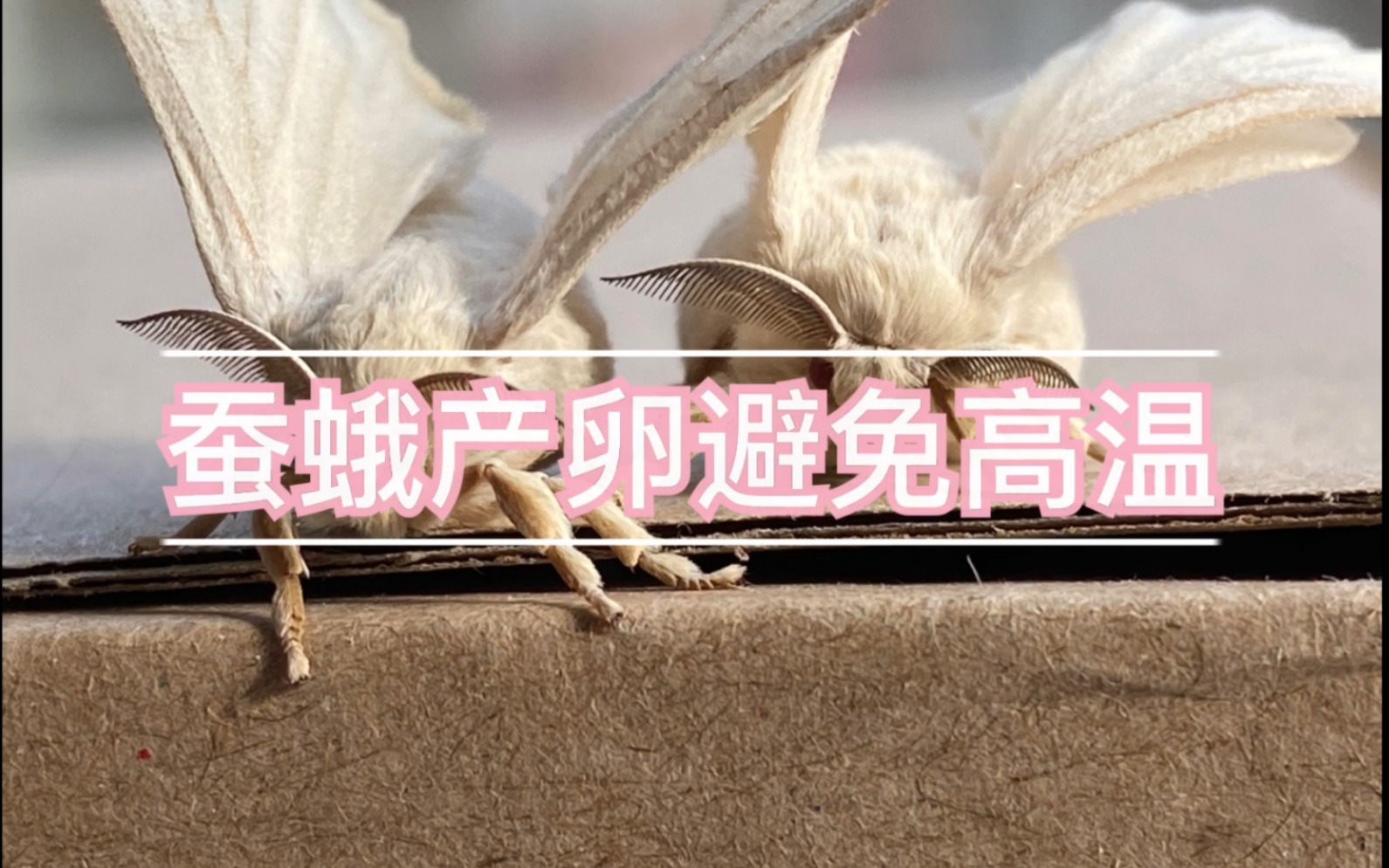 【倾心育蚕】蚕蛾产卵避免高温