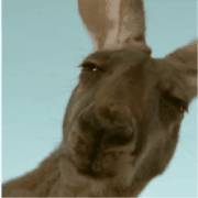 dxmpl 