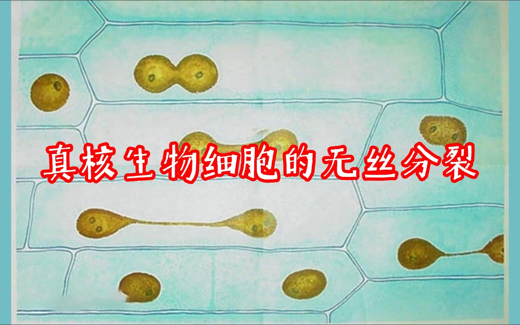 真核生物细胞无丝分裂
