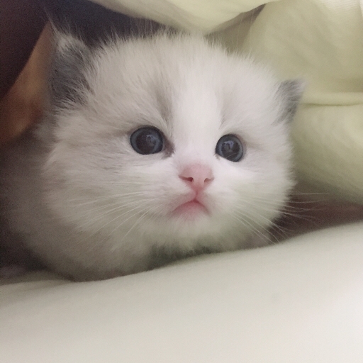 Minerva爱慕布偶猫舍 