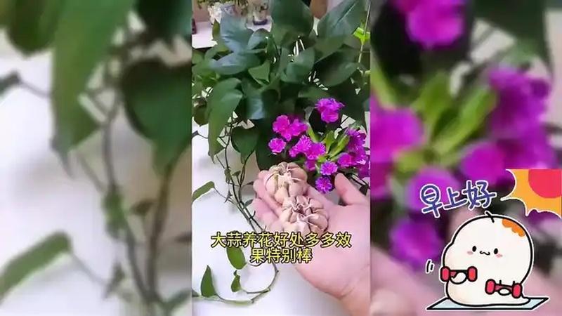 大蒜养花好处多多,效果特别棒