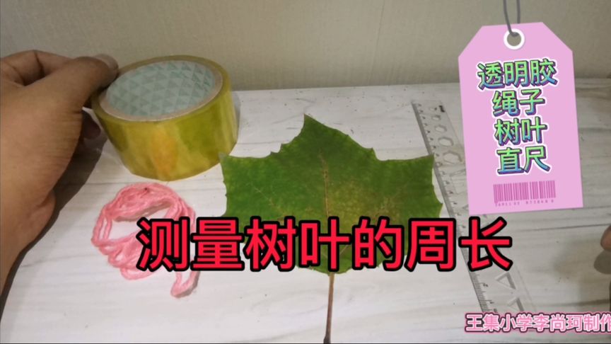 测量树叶的周长