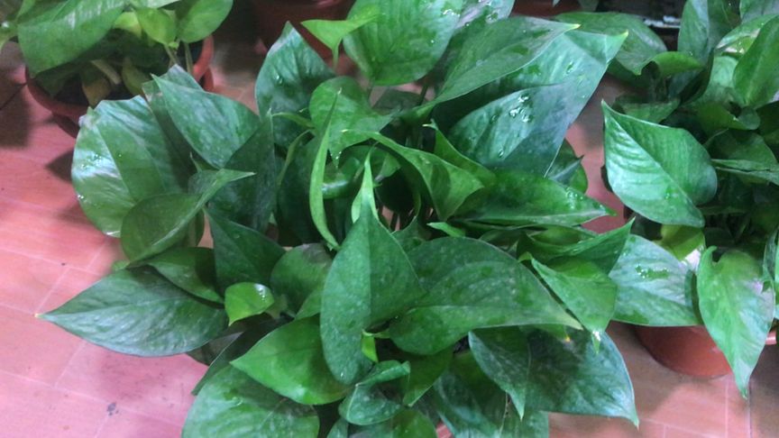 免浇水无土栽培花卉绿萝 环保省事成活率高 15元/盆