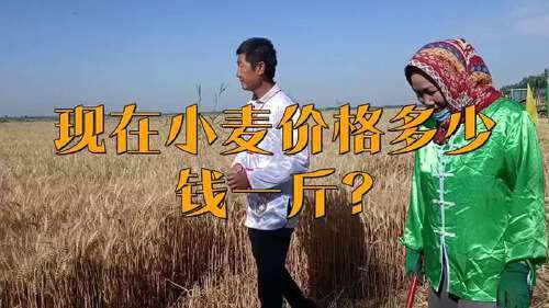 小麦价格大揭秘!一斤竟能卖到这个价,农民朋友必看