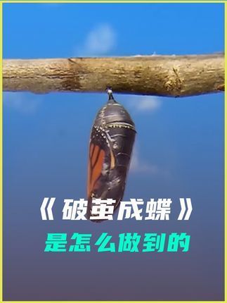 破茧成蝶是怎么做到的?