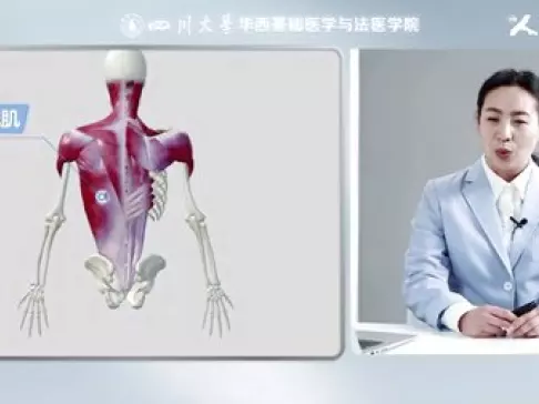 人体系统解剖学 第一章运动系统 第四节 肌肉学1