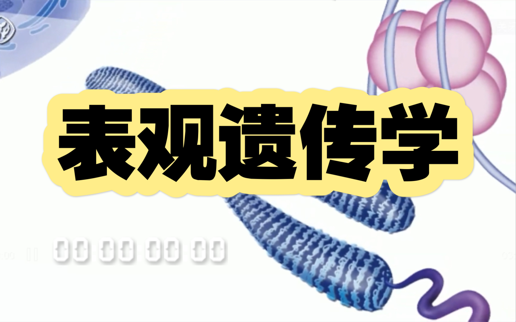 【生物学必修2】表观遗传 柳穿鱼花 遗传与进化新人教版新教材部编版...