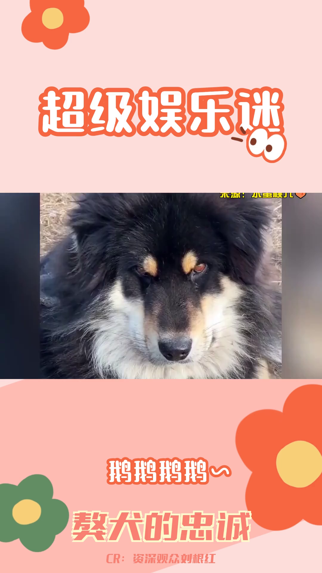 蒙古獒犬多日波:由自私鬼到英雄的蜕变