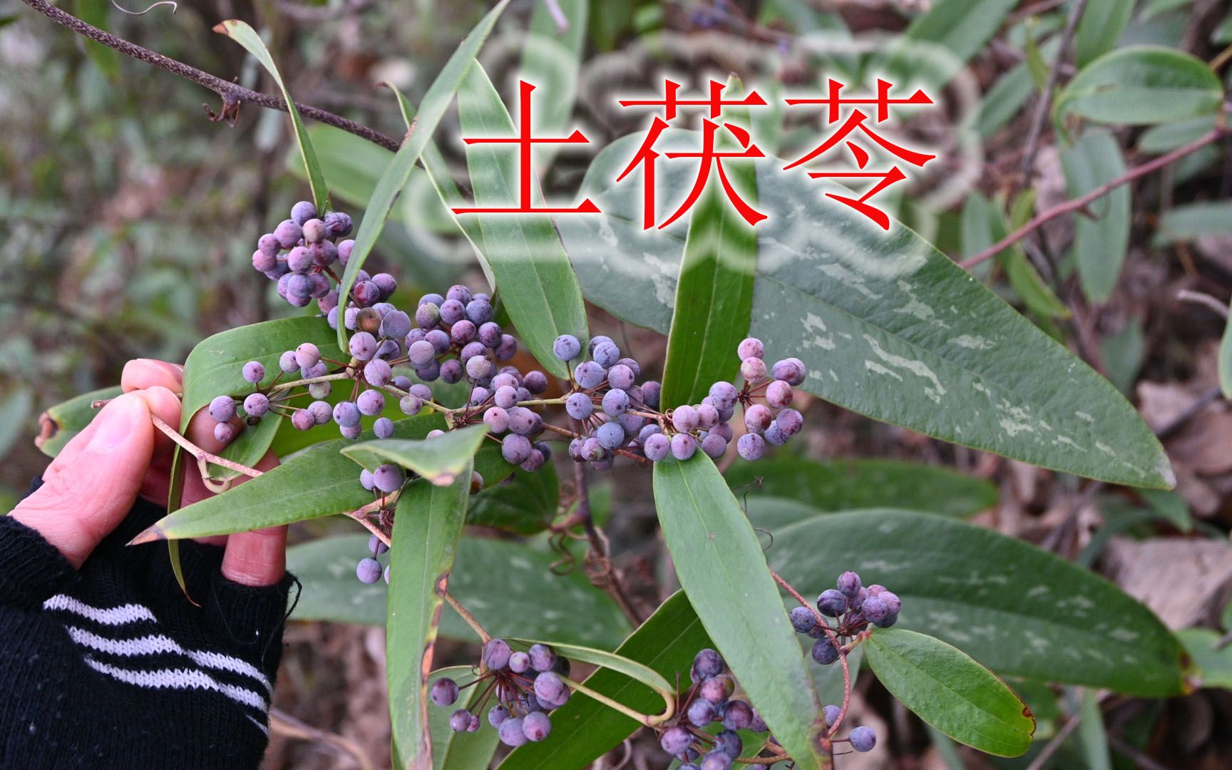 野生“土茯苓”不好挖,可以煲汤、蒸食,也是一味好中药材
