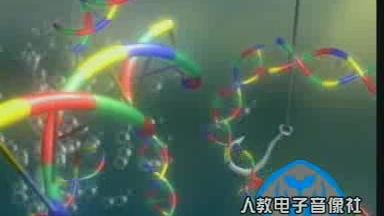 初中生物--人类基因组计划
