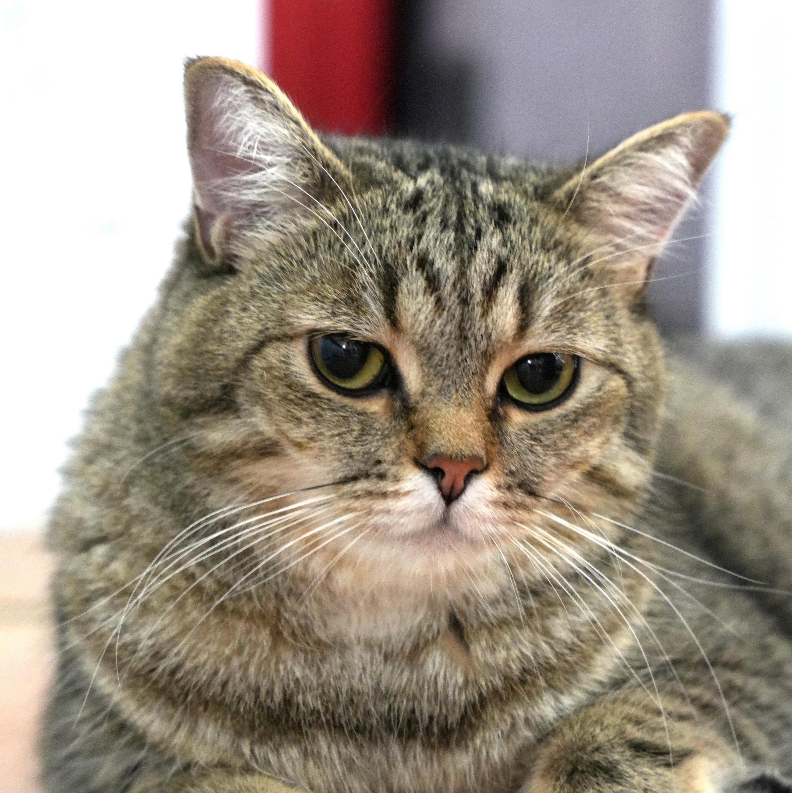 阿胜的炼丹工坊 