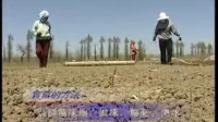 北方地区绿色优质水稻标准化种植技术