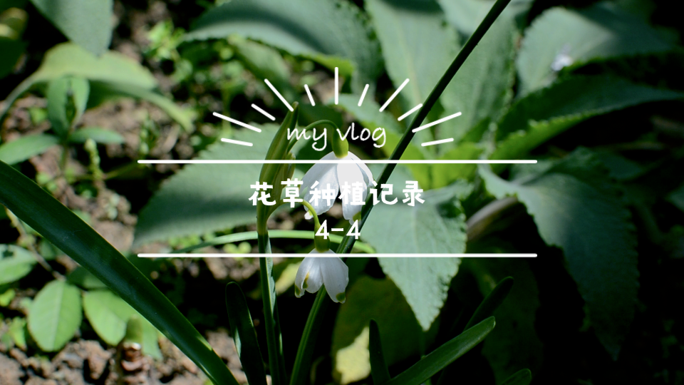 ...种植记录|4月的好天气,雪片莲开了/木绣球/月季洛神/曼塔/白荔枝/蓝莓