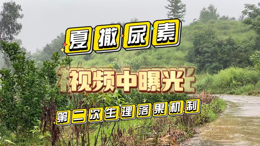 氮神来了,柑桔种植夏撒尿素柑桔膨果肥柑桔防第二次生理落果