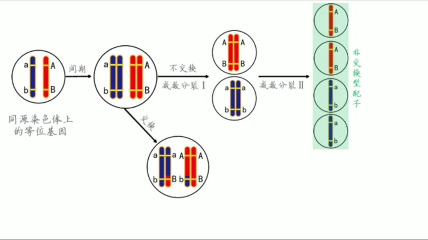 自由组合定律的实质和连锁定律的实质