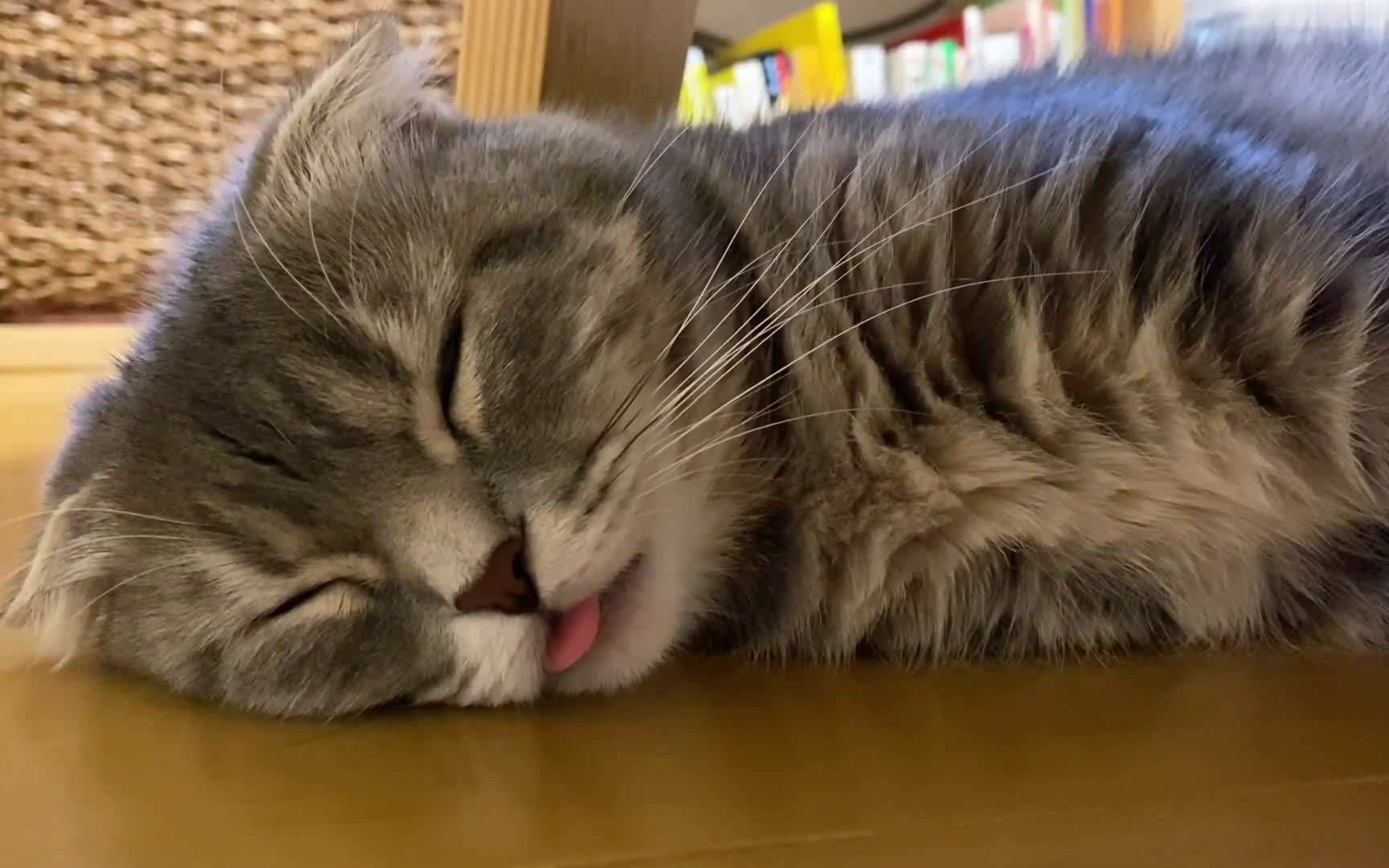 这猫能让我笑一整天