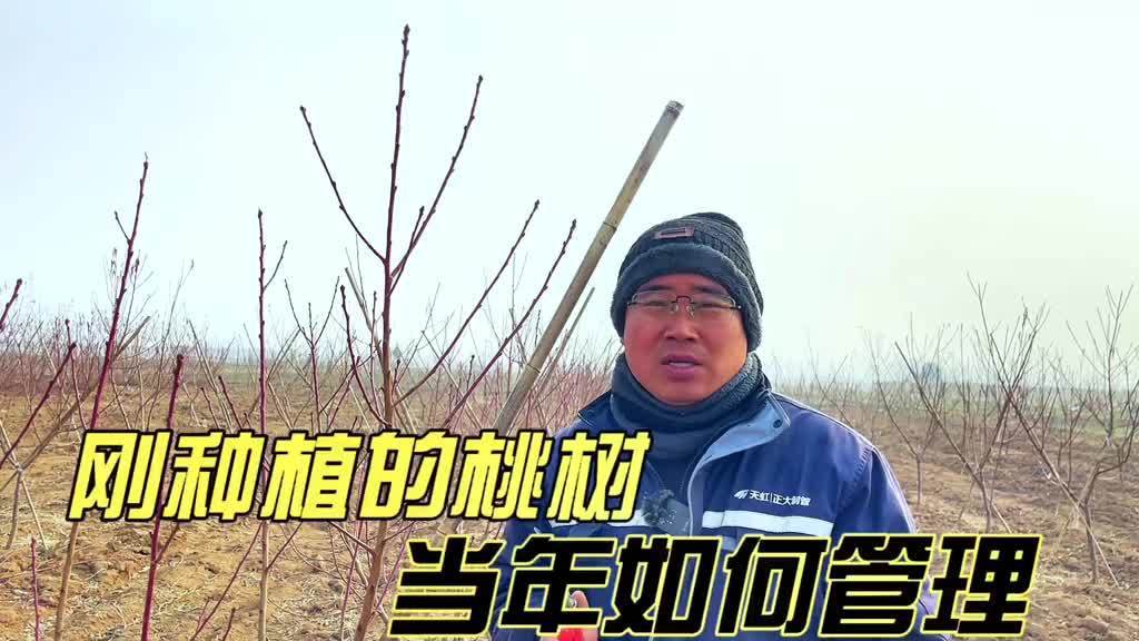 刚种植的桃树,第一年如何管理呢