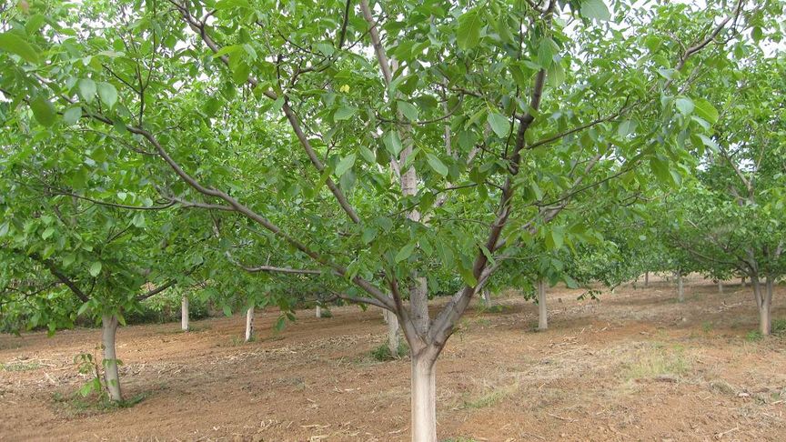 农民自己种的经济林,砍伐的时候还要办砍伐证,这样合理吗?