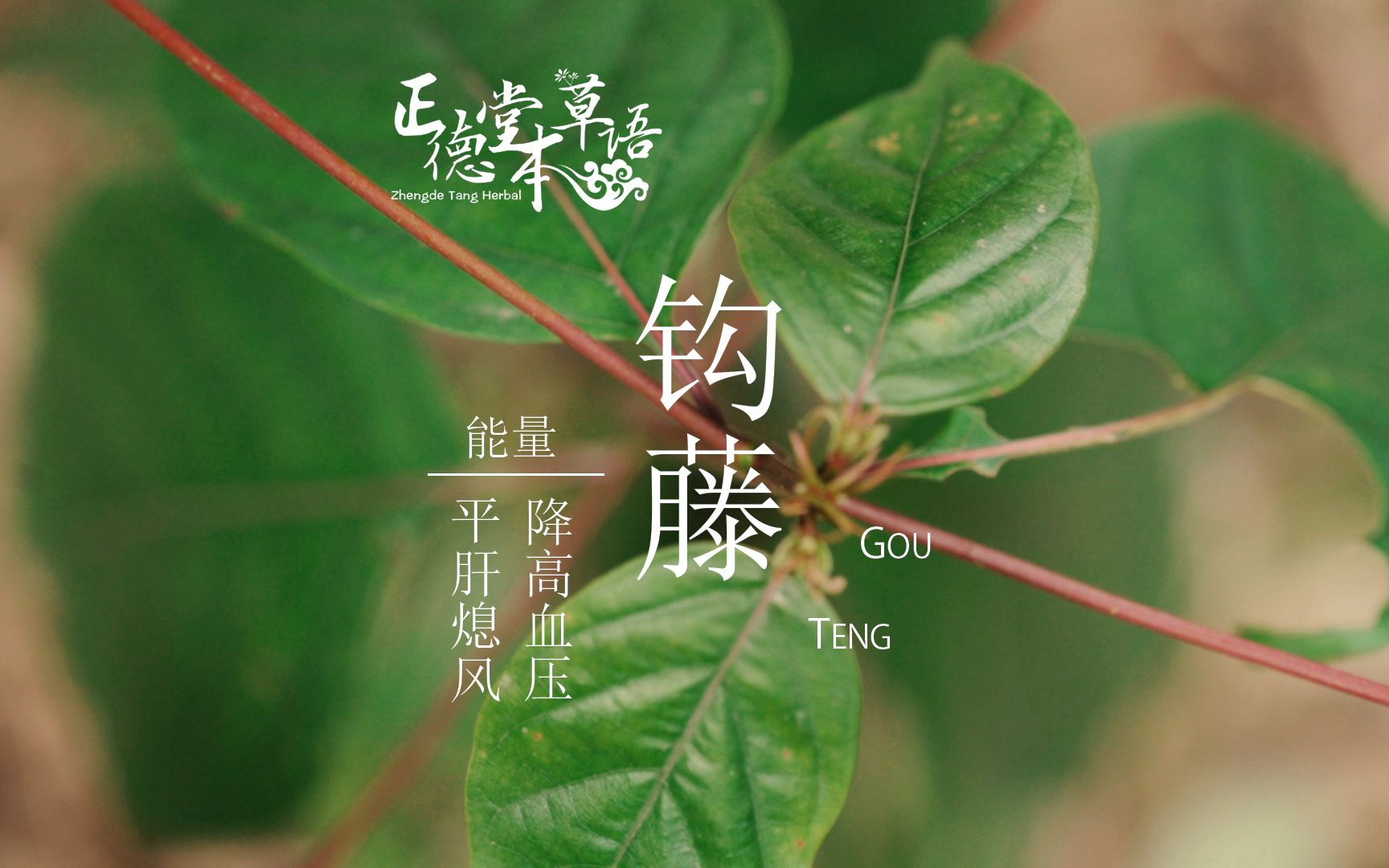 正德堂本草语-钩藤