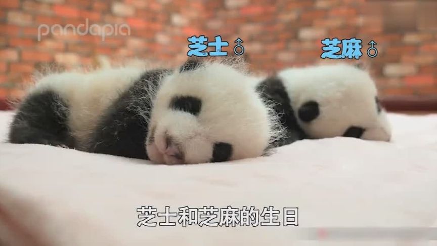 熊猫成长记,两个小熊猫从小就这么顽皮,长大后还卖萌!