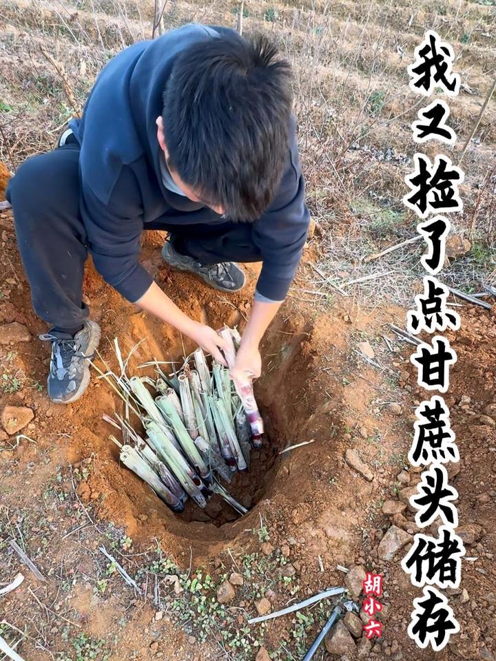 我又去公园捡甘蔗头了,这次挖个坑竖着摆放储存,这俩次弄的应该 够我...