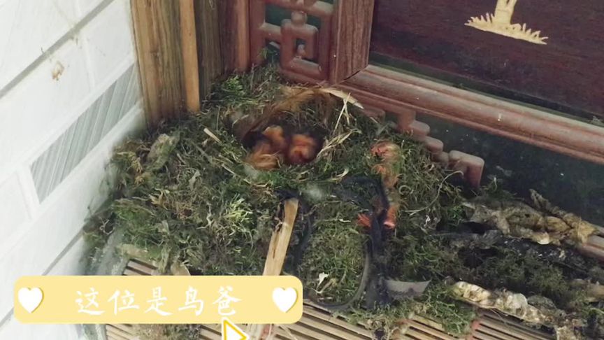 #奇妙的动物 #山居生活 #森林