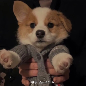 黑色守望gjfu 