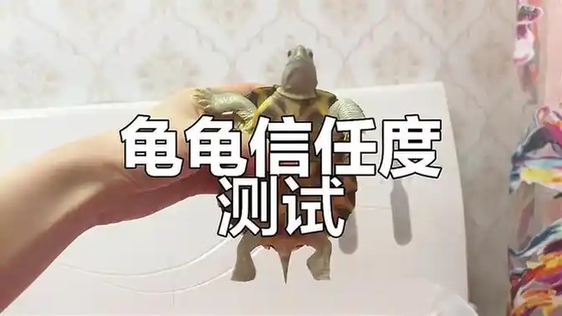 乌龟信任度大挑战:COCO能否通过测试?