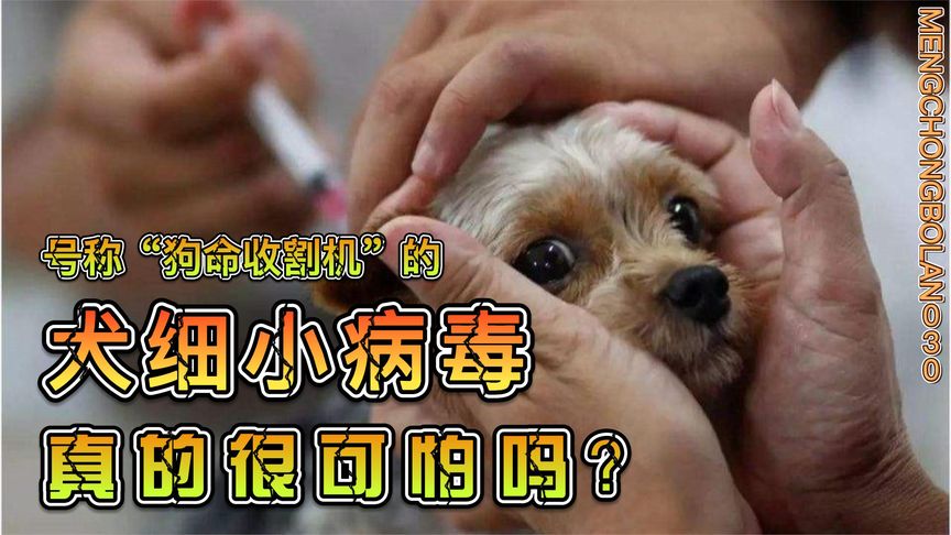 号称“狗命收割机”的犬细小病毒,真的很可怕吗?又该如何防范?