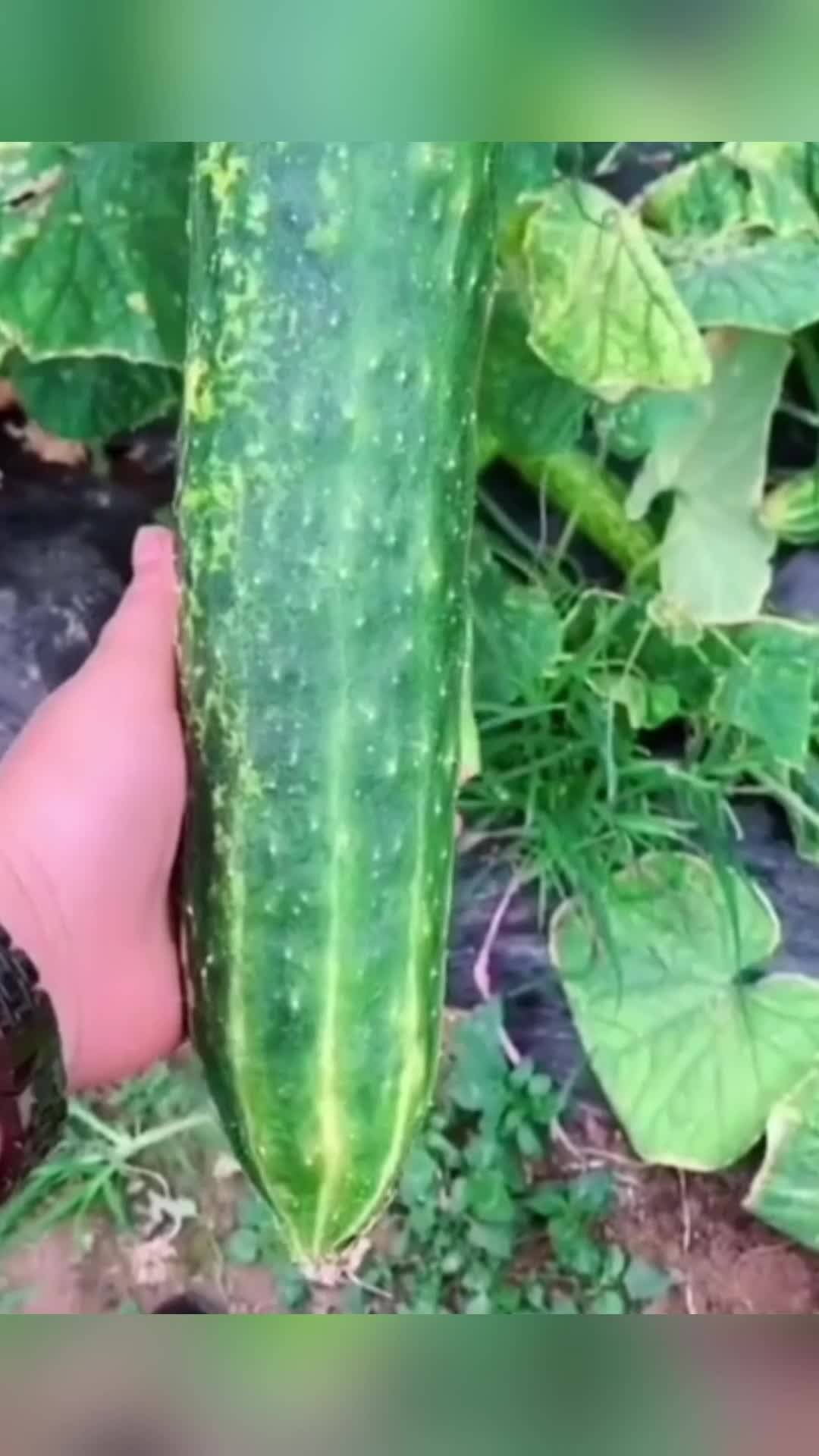 一个冬瓜百斤重