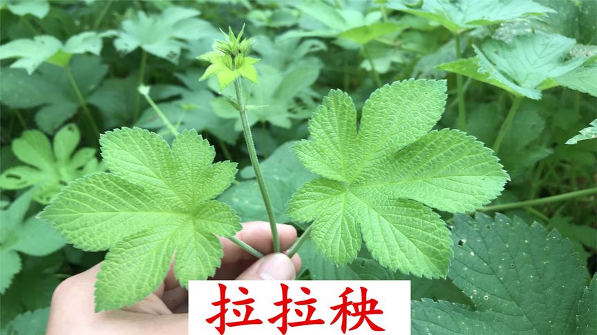 拉拉秧学名葎草,又叫割人藤,它的用途你了解吗?