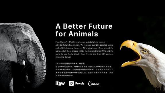 世界地球日,Canva可画和Pexels举办摄影展支持生态保护