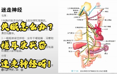 系统解剖学-周围神经系统之脑神经的迷走神经