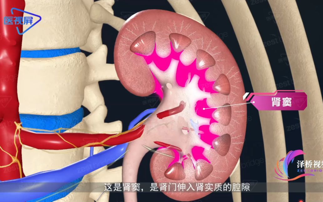 肾的形态