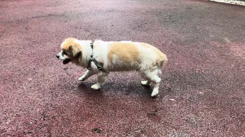 就一条小狗,狗主人说相当于人类八十多岁了,每天要雇人陪它散步